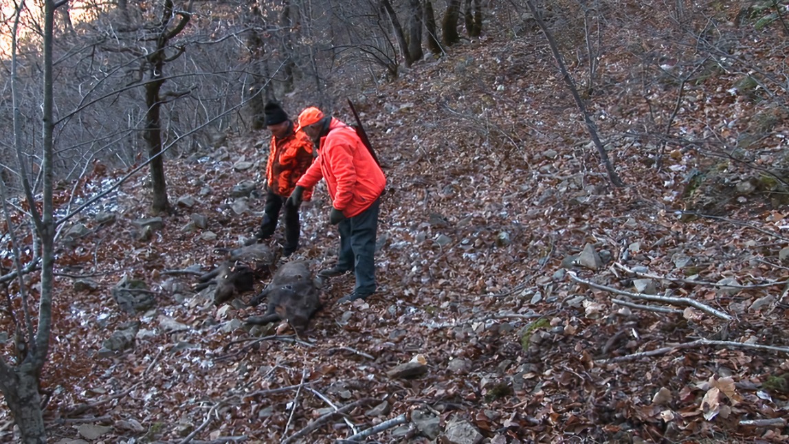 Les sangliers de Sumène