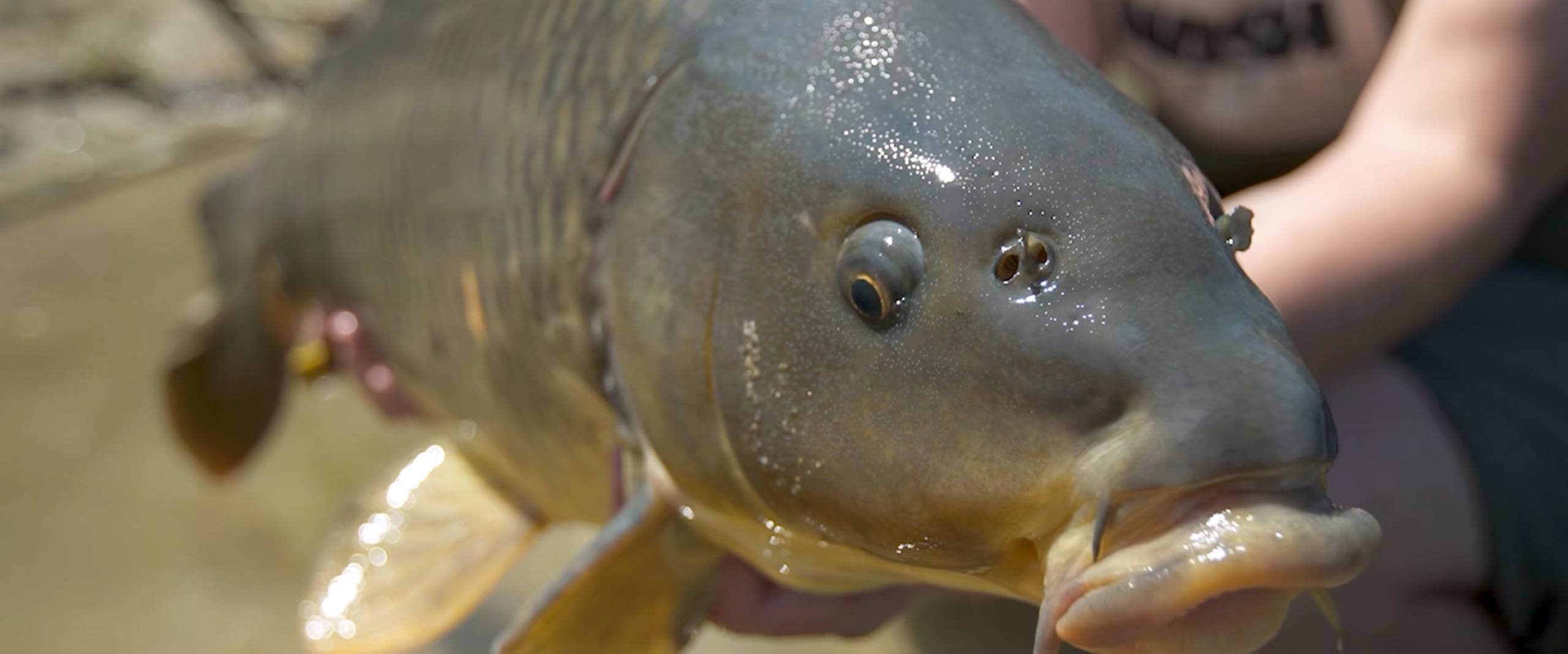 Carpes en Rivière Sauvage et Pêche au Cassant - Destination H2O