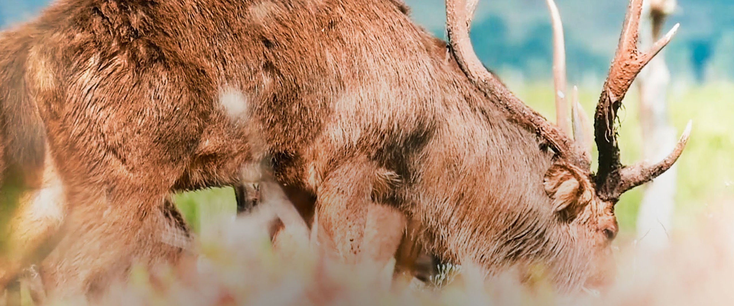 Chasser le cerf Rusa