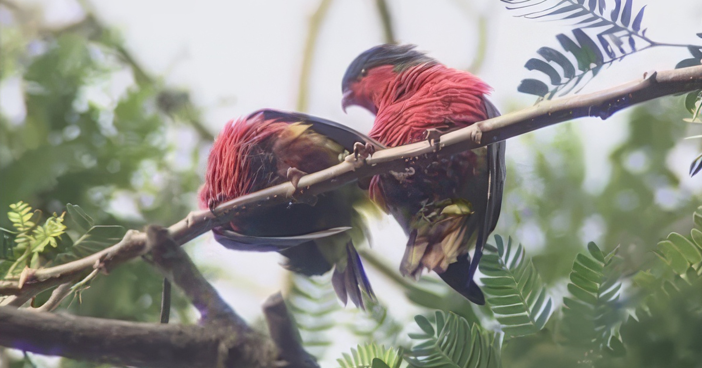 Hiro'a - Oiseaux de Polynésie - Lori de Kuhl et Ura de Rimatara avec ...